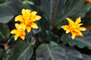 ᐅ Tassmania Calathea Crocata Pflege - 3 Ratschläge + 1 Expertentipp