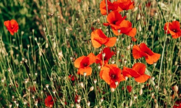 ᐅ Mohn im Garten pflanzen - wichtige Informationen