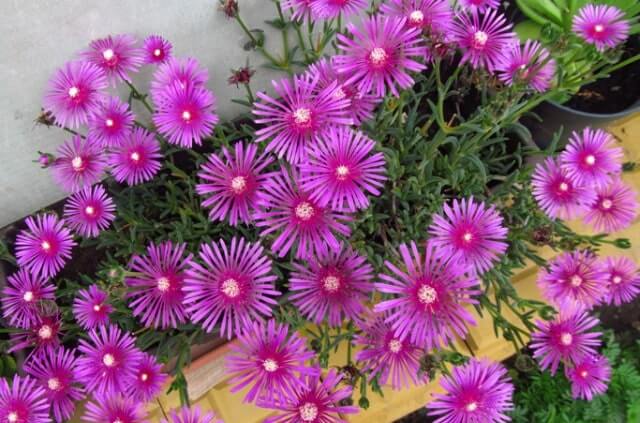 ᐅ Die Blütezeit der Mittagsblume