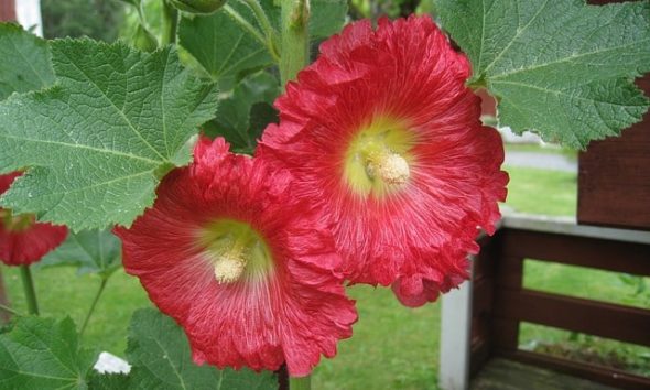 ᐅ Stockrosen säen - Der beste Zeitpunkt zum Aussäen