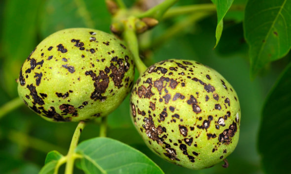 ᐅ Die Blüte des Walnussbaums - Merkmale und Geschlecht