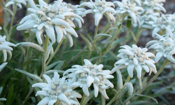 ᐅ Edelweiß im Garten pflanzen und pflegen