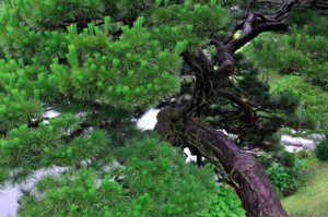 ᐅ Kiefernarten - Die schönsten Sorten