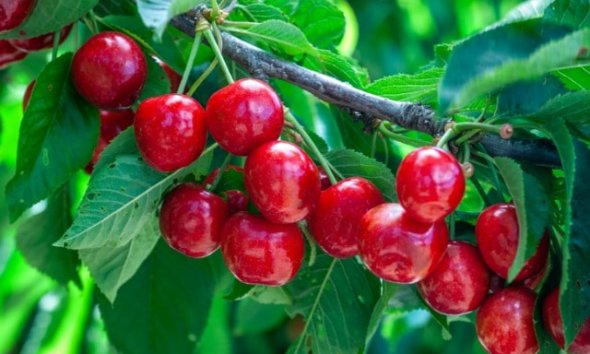 ᐅ Kirschbaum selbstbefruchtend - Alle Sorten im Überblick