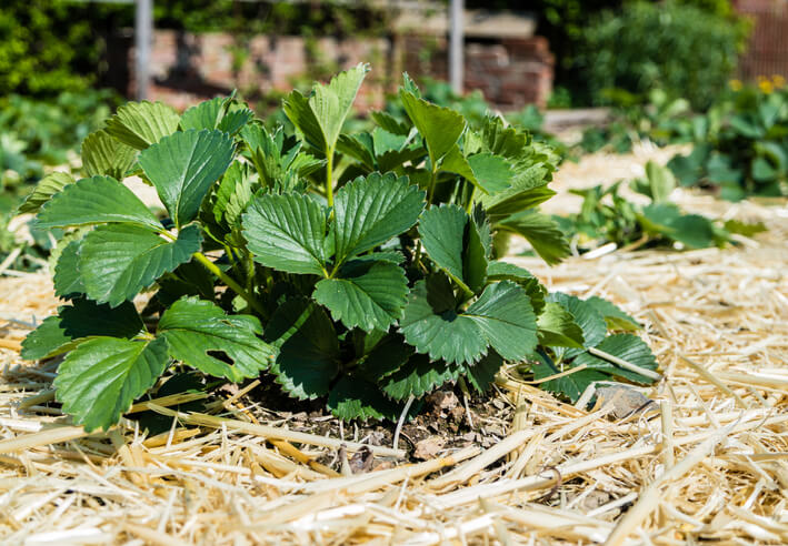 ᐅ Rankende Erdbeeren richtig pflegen - so gibt es eine ertragreiche Ernte!