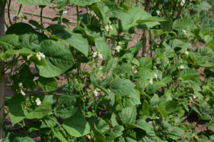ᐅ Welche Sorten von Stangenbohnen gibt es?