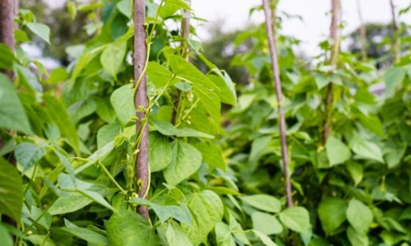 ᐅ Stangenbohnen - Wissenswertes zur Ernte und Verarbeitung
