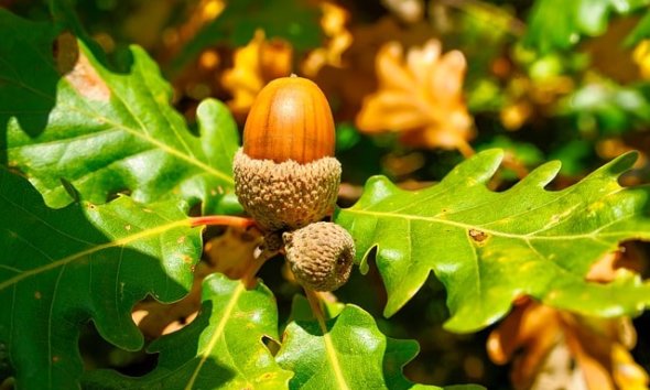 ᐅ Eiche pflanzen und pflegen - wann ist der richtige Zeitpunkt?