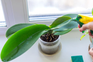 Orchidee Verliert Alle Blatter