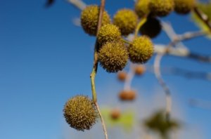 ᐅ Die Blüte der Platane - Aussehen und Blütezeit
