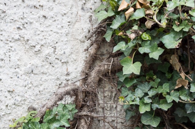 ᐅ Efeu Haftwurzeln von der Hauswand entfernen - nützliche Tipps