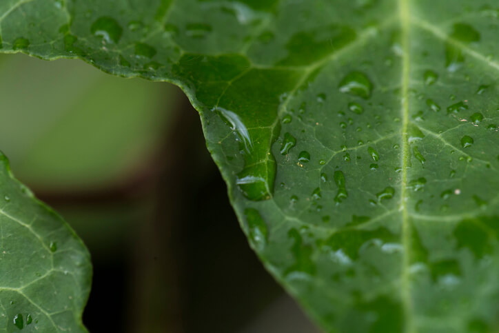 ᐅ Efeu Schädlinge effektiv bekämpfen - so gelingt es Ihnen