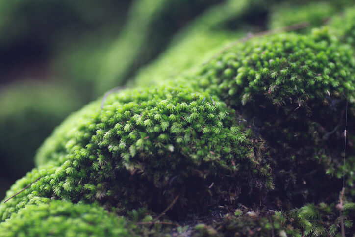 ᐅ Moos im Steckbrief - Alter und Moossippen