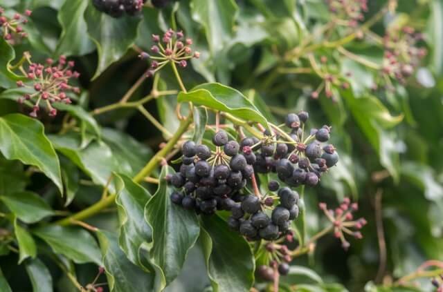 ᐅ Die Früchte des Efeus - alles Wissenswerte zur Heilpflanze