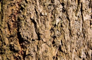 ᐅ Die Rinde der Fichte - wie sieht sie aus? Merkmale der Fichte