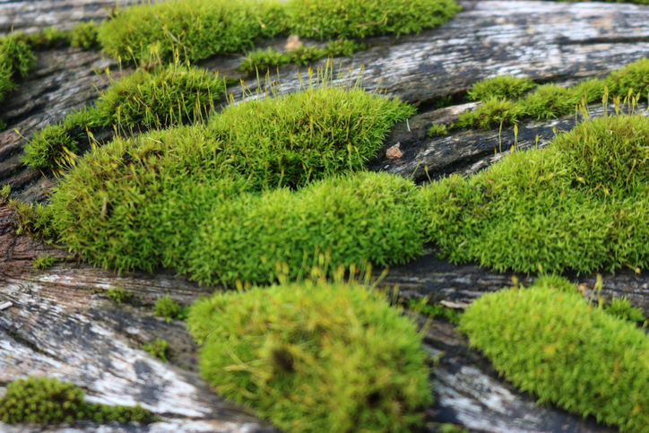 ᐅ Moos richtig pflegen - nützliche Hinweise