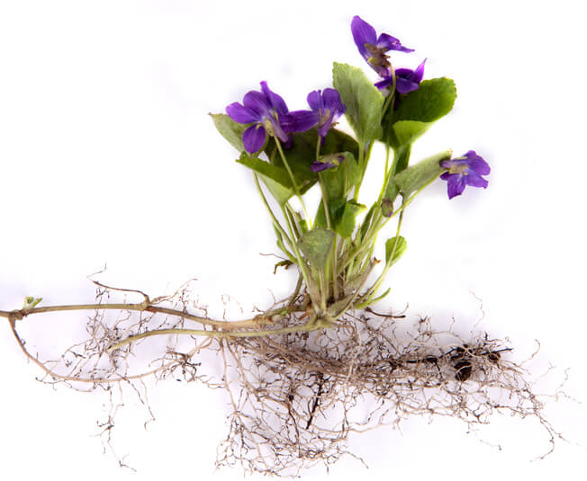 ᐅ Veilchen selbst vermehren - so gelingt es Ihnen