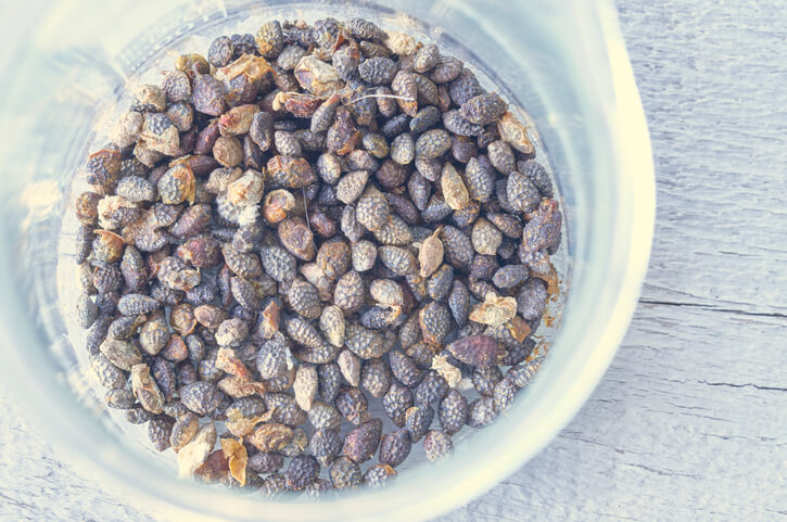 ᐅ Passionsblume aus Samen ziehen - Tipps für gute Vorbereitung