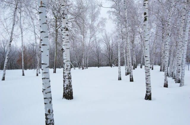 ᐅ Die Birke im Winter pflegen ist sehr einfach