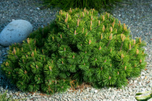 ᐅ Kiefer im Garten pflanzen und pflegen - wichtige Hinweise