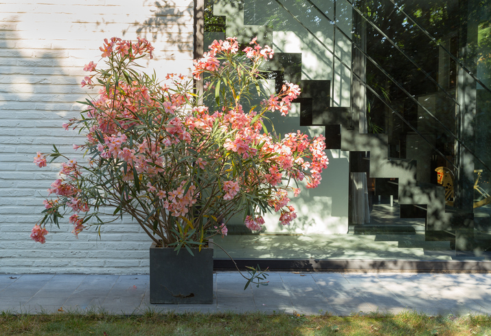 ᐅ Der ideale Oleander Standort - im Halbschatten oder in der Sonne?