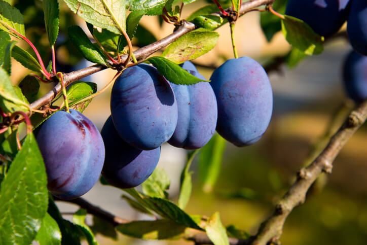 ᐅ Duo Obstbaum Aprikose und Pflaume - interessante Fakten