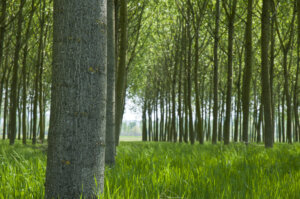 ᐅ Die beliebtesten Pappeln im Überblick - Tipps zu Klon-Kolonien