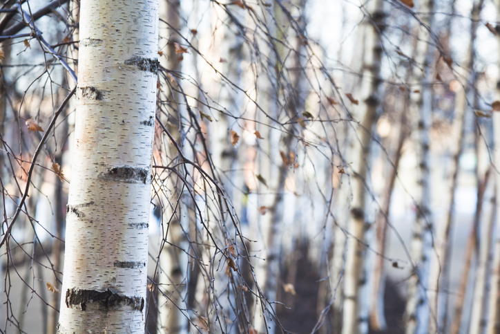 ᐅ Die Birke im Winter pflegen ist sehr einfach