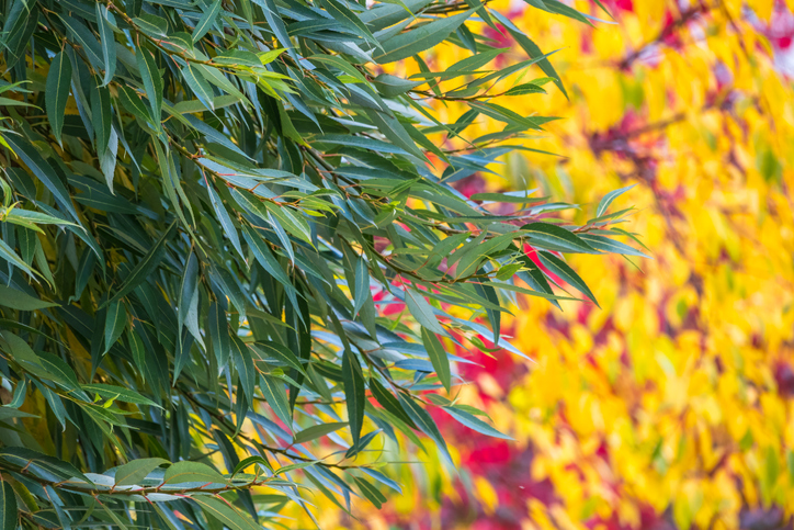 ᐅ Weiden Blätter bestimmen - Unterschiede und Merkmale