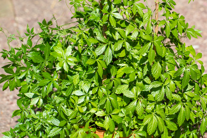 ᐅ Jiaogulan vermehren - die besten Methoden