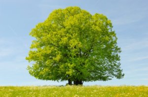 ᐅ Laubbaum im Steckbrief - Interessante Fakten