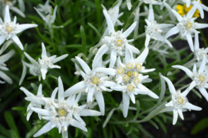 ᐅ Edelweiß im Garten pflanzen und pflegen