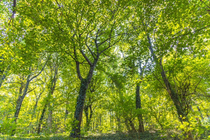 ᐅ Laubbaum im Steckbrief - Interessante Fakten
