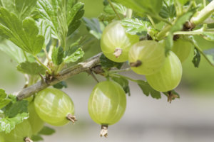 ᐅ Stachelbeeren - alte und neue Sorten im Überblick
