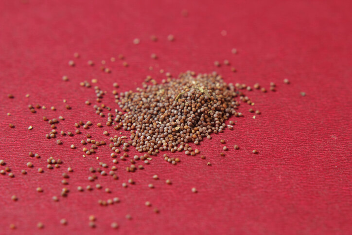 ᐅ Petunien selbst ziehen durch Samen und Stecklinge - Tipps und Tricks