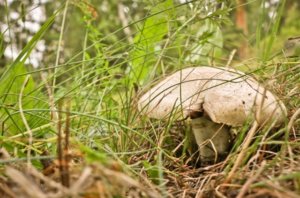ᐅ Pilze - Vermehrung durch Sporen