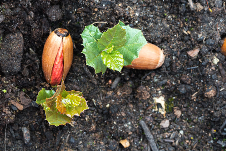 ᐅ Bäume aus Samen selber züchten - wertvolle Tipps und Tricks