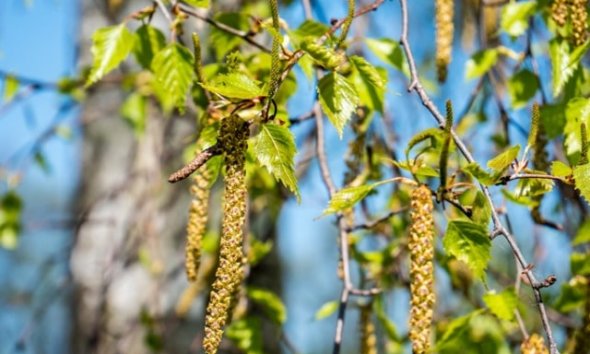 ᐅ Birke durch Stecklinge oder Samen vermehren - nützliche Tipps