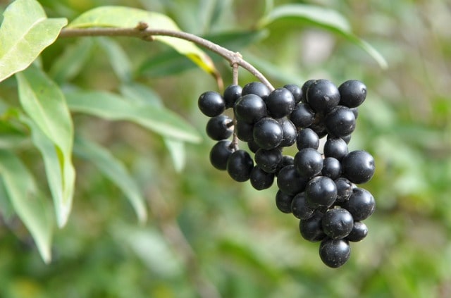 ᐅ Liguster über Stecklinge vermehren - so gelingt es garantiert.