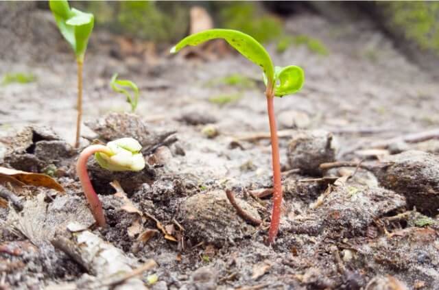 ᐅ Ahorn-Samen zum Keimen bringen, das ist zu beachte