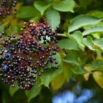 ᐅ Holunder als Hecke pflanzen und richtig pflegen - so gelingt es