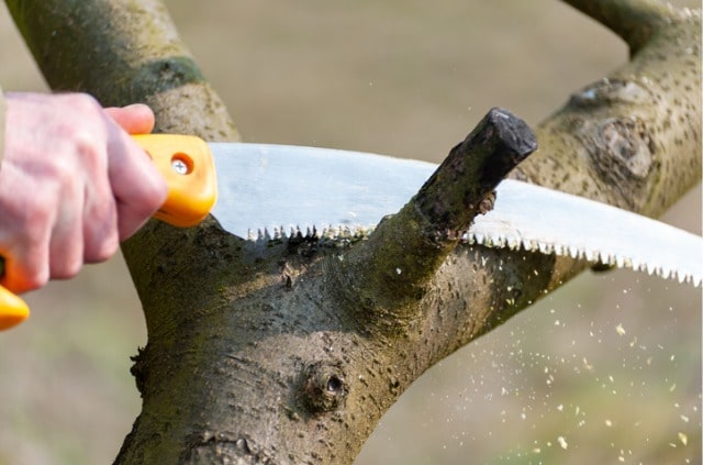 ᐅ Auf Astring schneiden - so geht's!