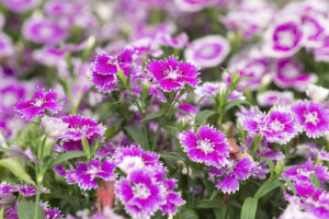 ᐅ Die schönsten Nelkenarten für Ihren Garten