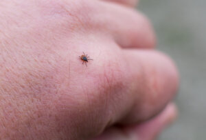 ᐅ Grasmilben im Garten bekämpfen - wichtige Tipps und Tricks