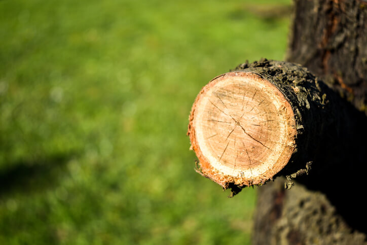 ᐅ Auf Astring schneiden - so geht's!