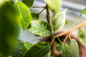 Benjamini Ficus Verliert Blatter