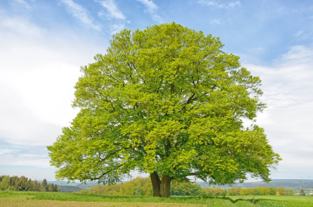 ᐅ Buche - Wachstum pro Jahr der schnell wachsenden Bäume
