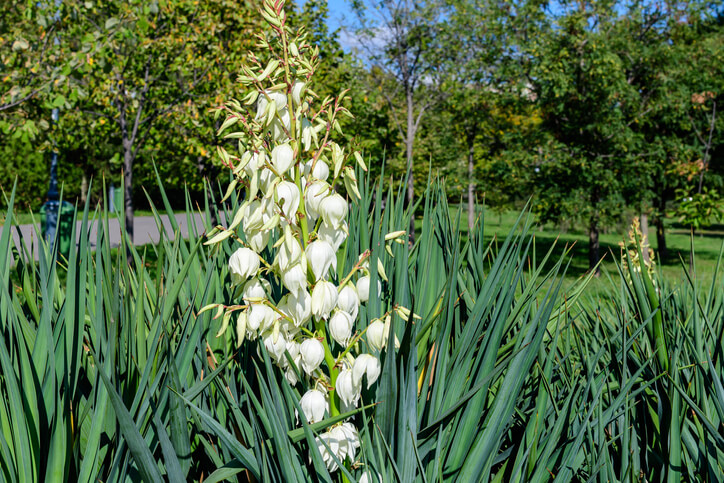 ᐅ Die Blüte der Palmlilie - wie lange blüht die Pflanze? Hinweise