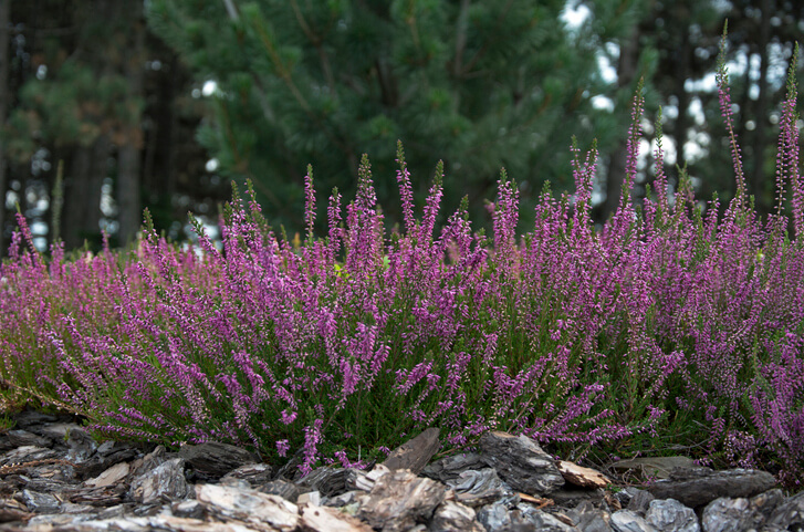 ᐅ Heidekraut - dieser Standort ist ideal!
