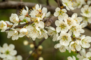 ᐅ Wie sieht die Blüte der Pflaume aus?